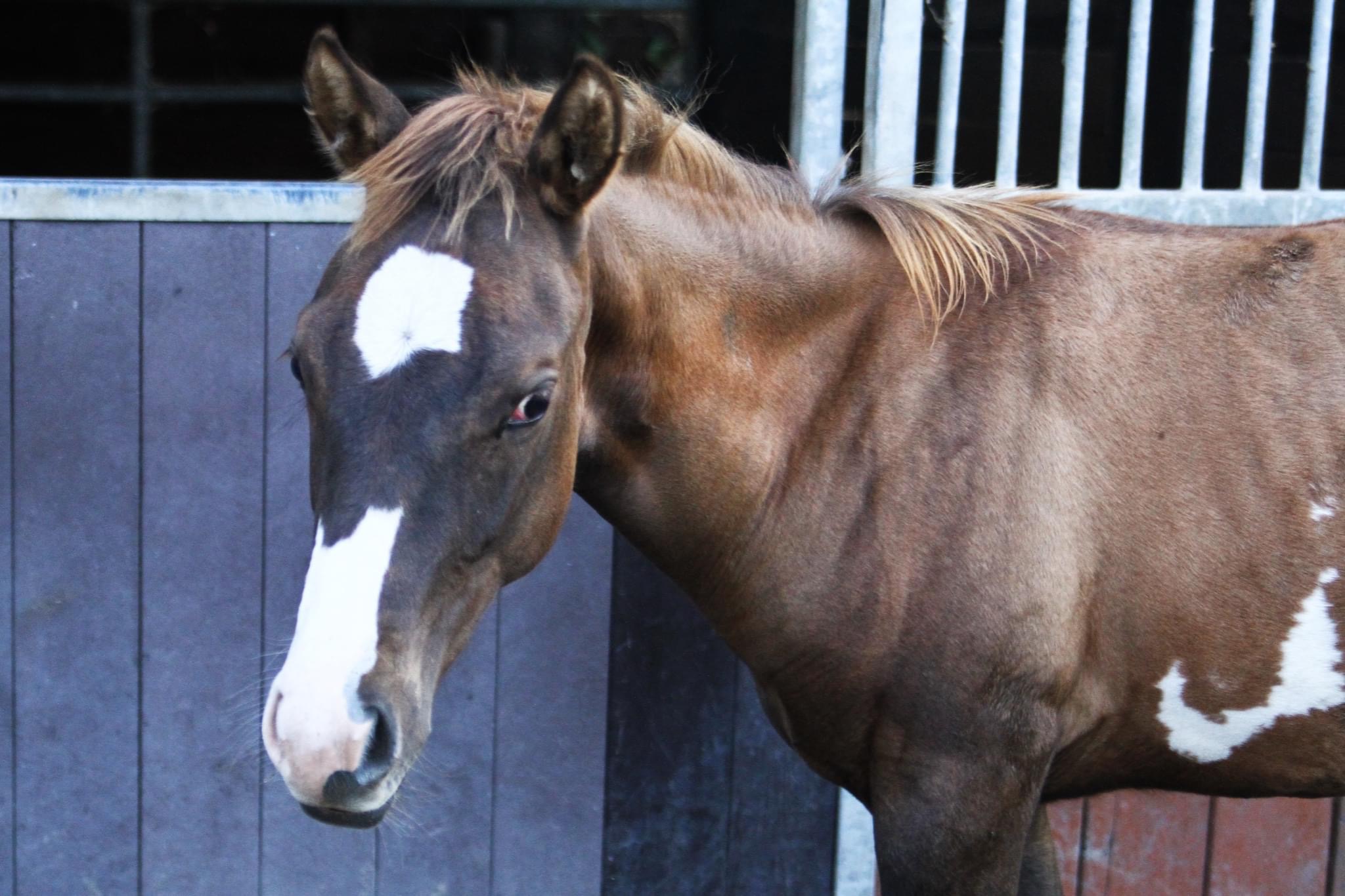 Red dun frame overo Paint hengst | Bokt.nl