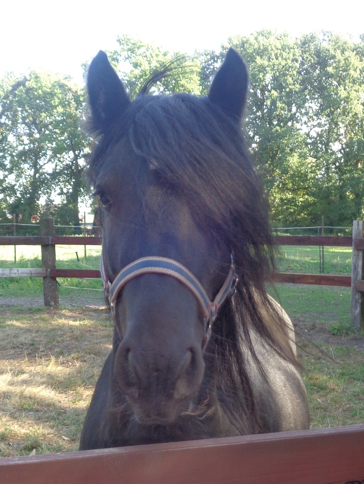 Fell pony, echte black beauty | Bokt.nl