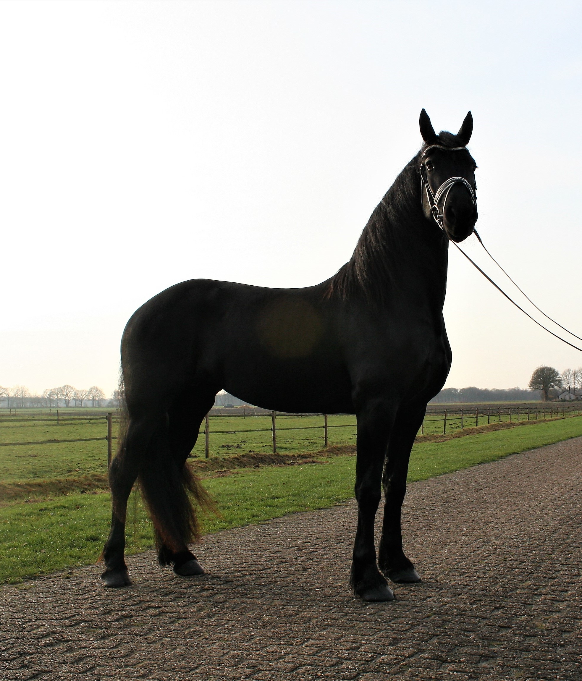 grote 1e premie friese stermerrie (2014) | Bokt.nl