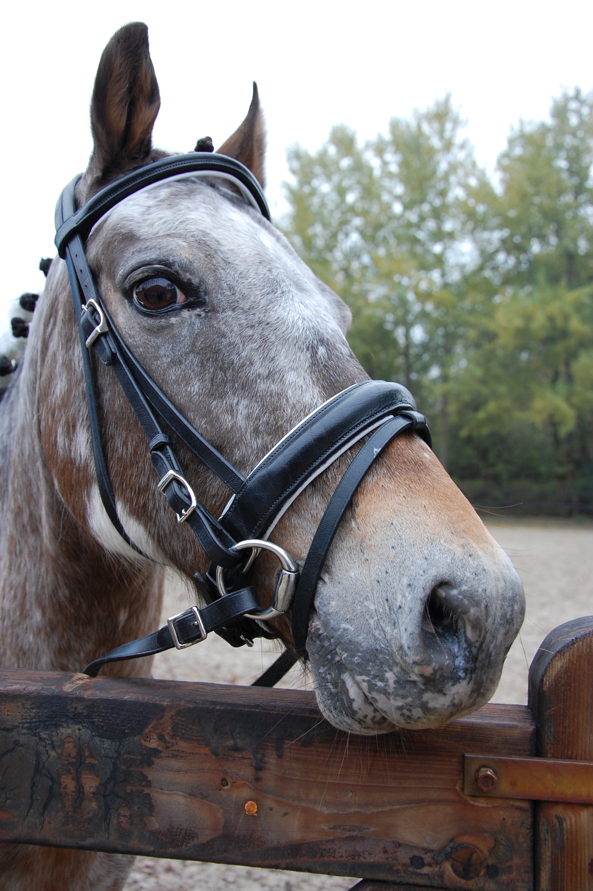 Opvallende D pony, echte allrounder | Bokt.nl