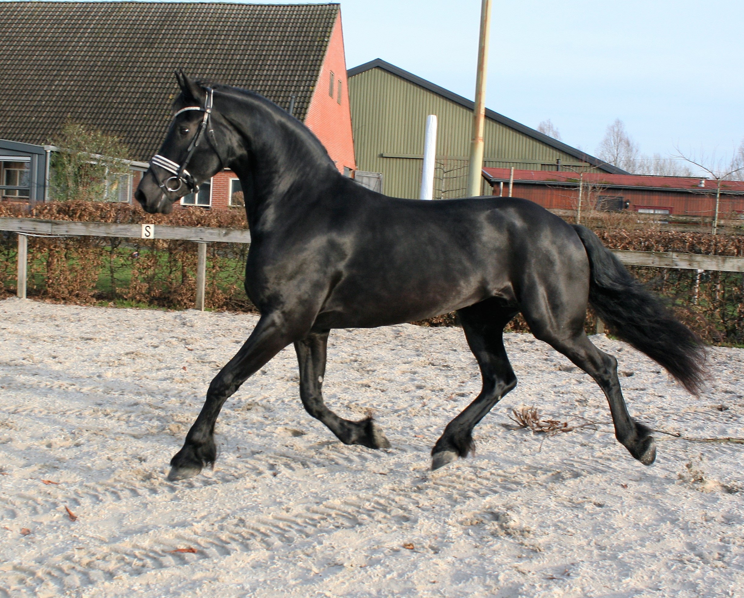 grote 1e premie friese stermerrie (2014) | Bokt.nl