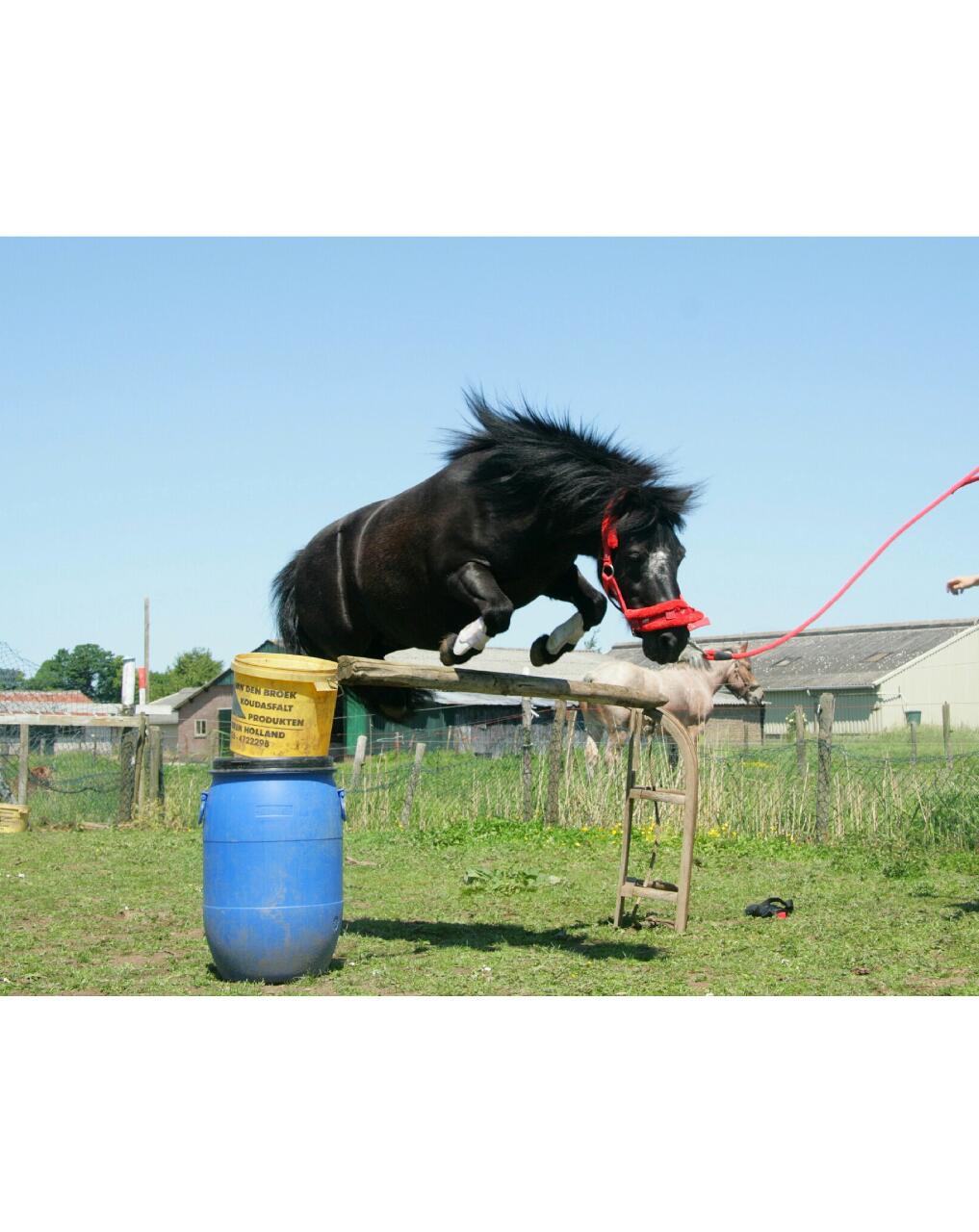 pony verzorgen? | Bokt.nl