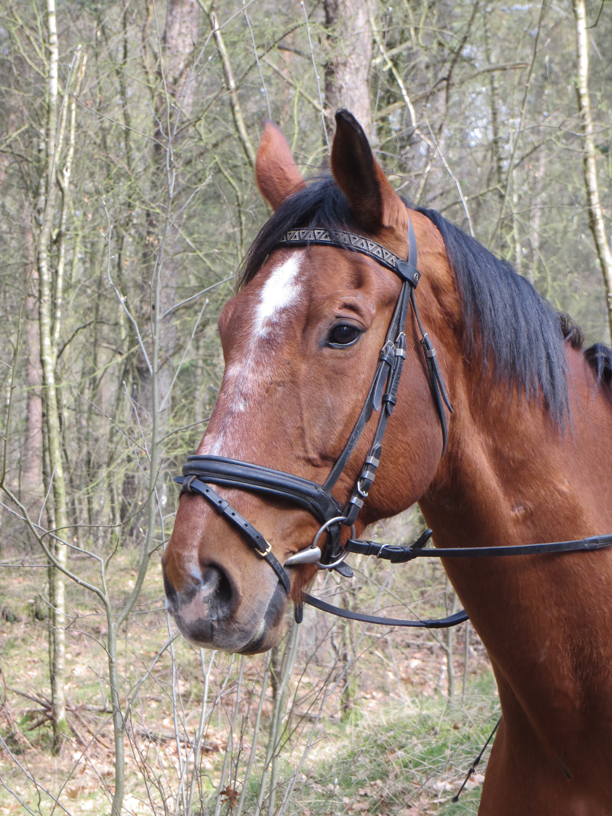 Lief, groot paard aangeboden in bruikleen | Bokt.nl
