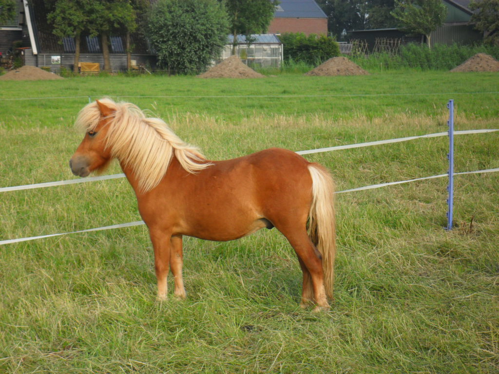 Mooie jaarling shetlander nsps hengst | Bokt.nl
