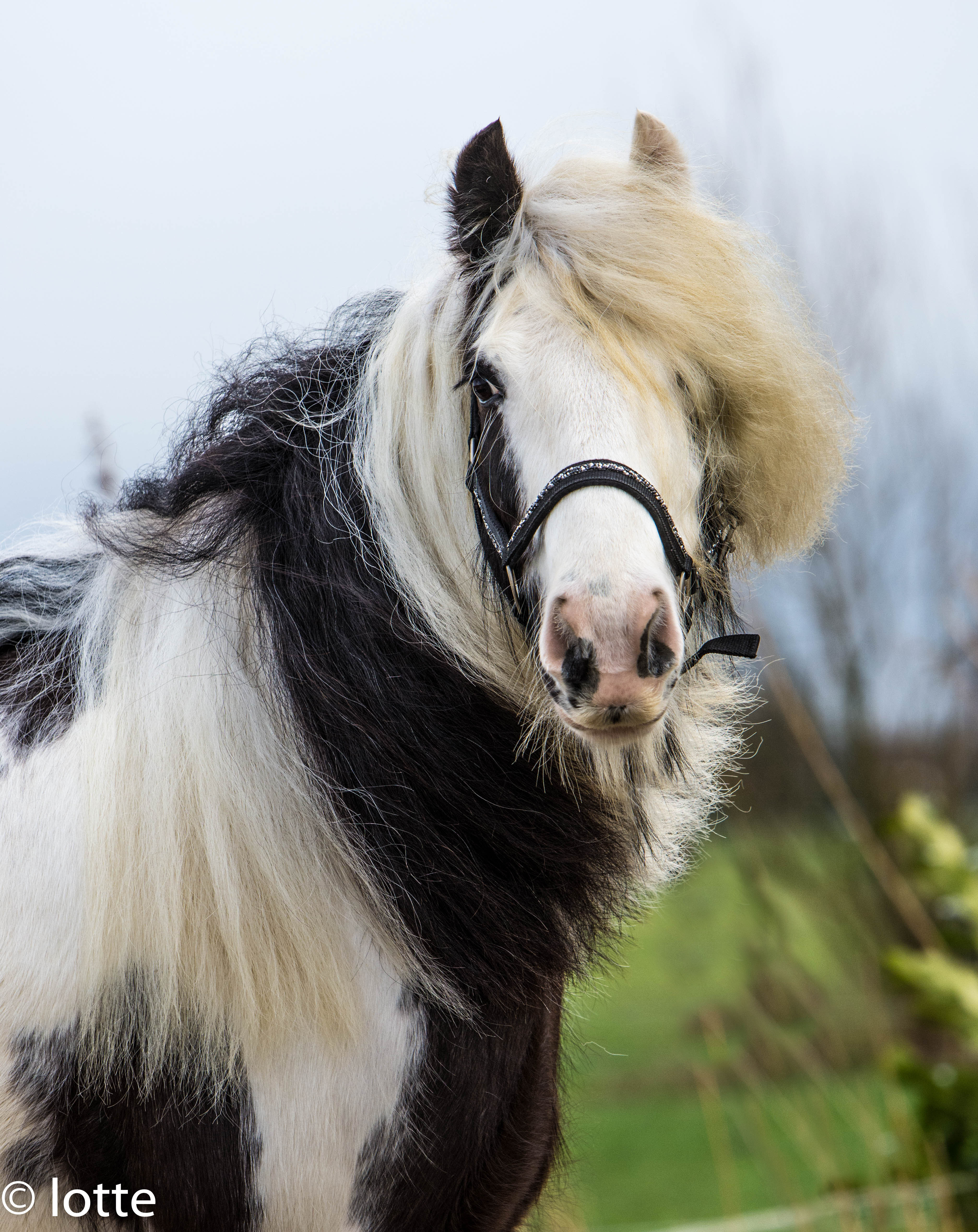 Te koop mooie 10 jarige tinker merrie | Bokt.nl