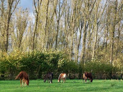 Hulp gezocht bij poep scheppen - betaald | Bokt.nl