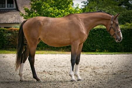 2 jarige allround merrie | Bokt.nl