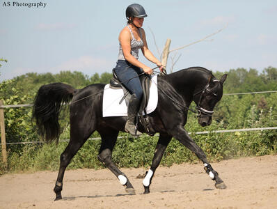 Arabische hengst ter dekking | Bokt.nl
