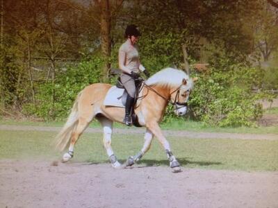 haflinger veulen voor de sport! | Bokt.nl