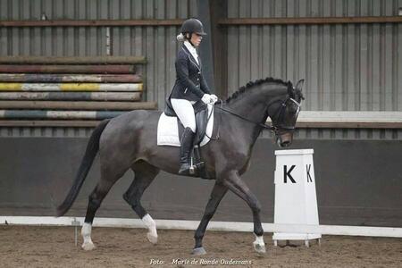 7 jarige merrie (Johnson x Ferro) voor de gevorderde ruiter | Bokt.nl