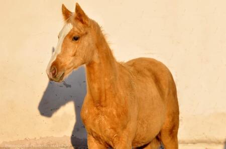 Palomino Sport veulen merrie | Bokt.nl