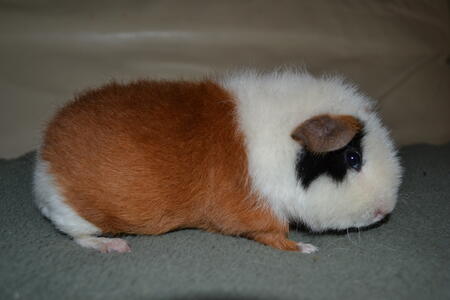 US Teddy cavia fok groep te koop! | Bokt.nl