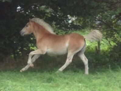 haflinger veulen voor de sport! | Bokt.nl