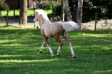 AANGEBODEN Palomino welsh veulen als model | Bokt.nl