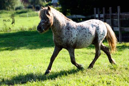 Lieve vos sjabrakbonte Shetlander | Bokt.nl