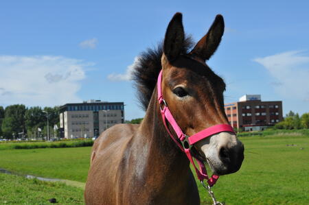 lieve 2-jarige muildier merrie | Bokt.nl