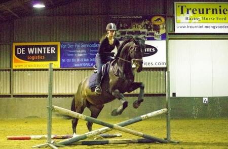 7 jarige merrie (Johnson x Ferro) voor de gevorderde ruiter | Bokt.nl