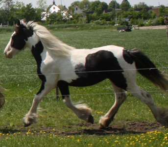 5 Prachtige lieve tinker merries en een friese merrie | Bokt.nl