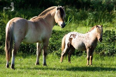 Lieve vos sjabrakbonte Shetlander | Bokt.nl