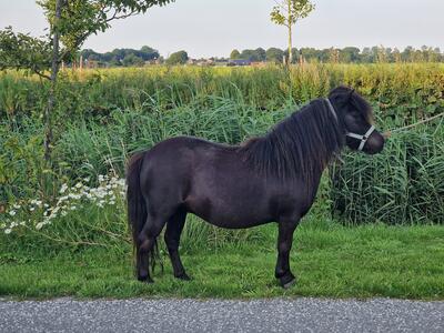 81cm stamboek merrie zeer mak | Bokt.nl