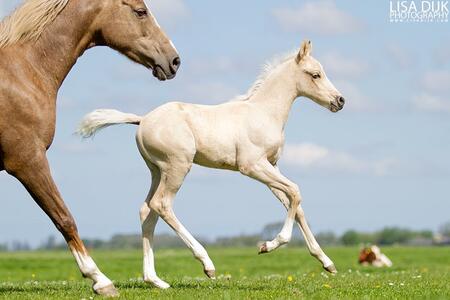 Apart sooty palomino veulen *verkocht* | Bokt.nl