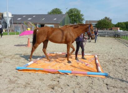 Lieve vos merrie | Bokt.nl