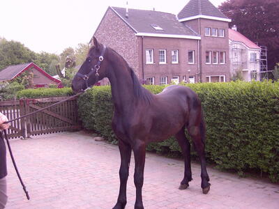 Arabo Friesse merrie 18,75 % arabier te koop | Bokt.nl