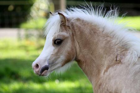 AANGEBODEN Palomino welsh veulen als model | Bokt.nl