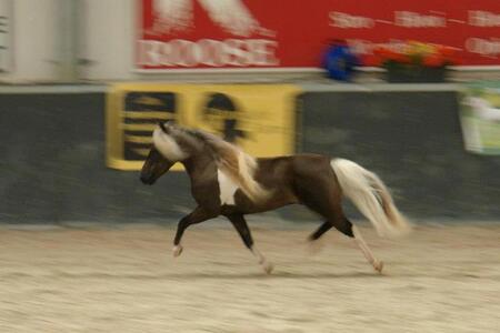 Prachtig silver dapple AMHA show/driving paardje | Bokt.nl