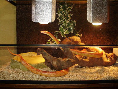 Volwas Rattenslang | Bokt.nl