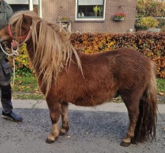 Lieve grote shetlander ruin | Bokt.nl