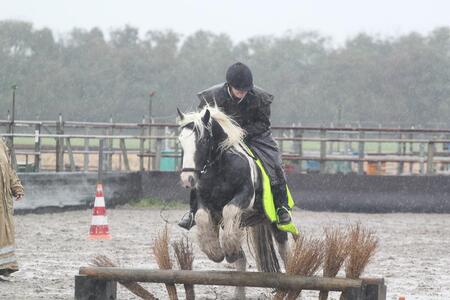 Prachtige 8-jarige tinker ruin | Bokt.nl