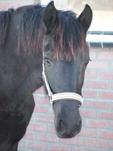 Lief fries merrie veulen. (Feitse 293 X Maurus 441) | Bokt.nl