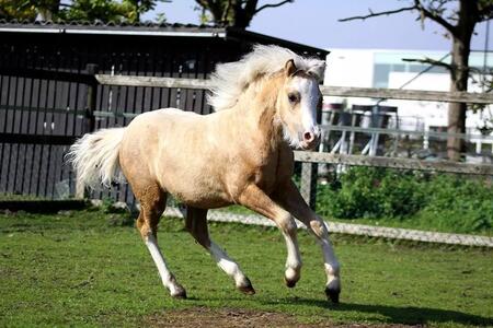 AANGEBODEN Palomino welsh veulen als model | Bokt.nl