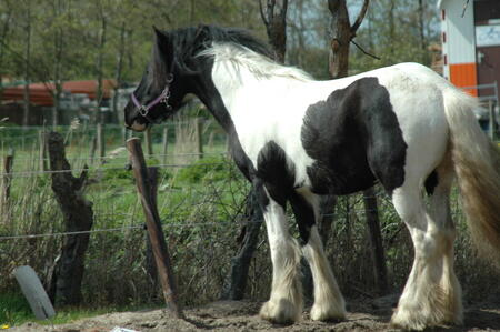 4-jarige tinker merrie | Bokt.nl