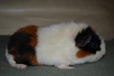 US Teddy cavia fok groep te koop! | Bokt.nl