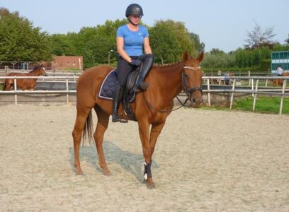 Lieve vos merrie | Bokt.nl