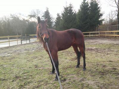 ter dekking mooie merrie | Bokt.nl