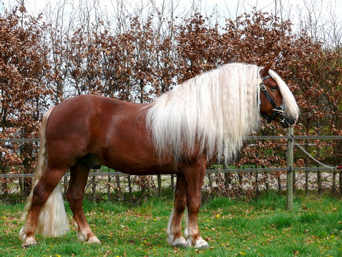 Oprichting stamboek voor Schwarzwälder Fuchs in Nederland • Bokt.nl