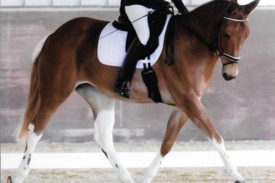 Eerste muildier ooit doet mee aan US Dressage Finals • Bokt.nl