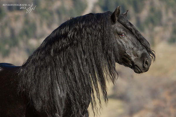 Noriker - Paarden-encyclopedie