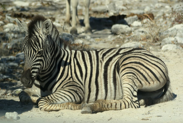 Zebra - Paarden-encyclopedie