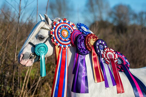 Rozetten VivianHesen - Paarden-encyclopedie