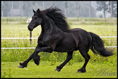 Fries paard - Paarden-encyclopedie