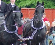 Disselboom - Paarden-encyclopedie