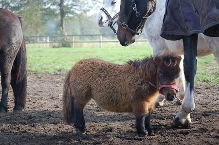 Dwerggroei - Paarden-encyclopedie