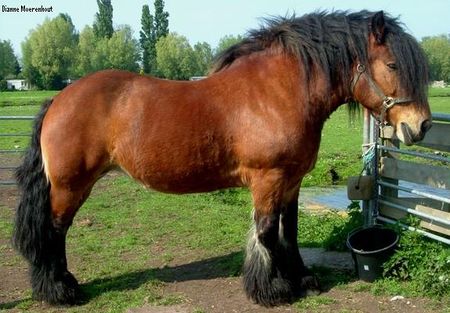 Ardenner - Paarden-encyclopedie