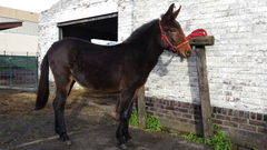 Muildier - Paarden-encyclopedie