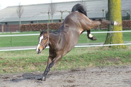 Bokken - Paarden-encyclopedie
