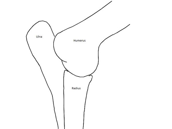 Gewricht - Paarden-encyclopedie